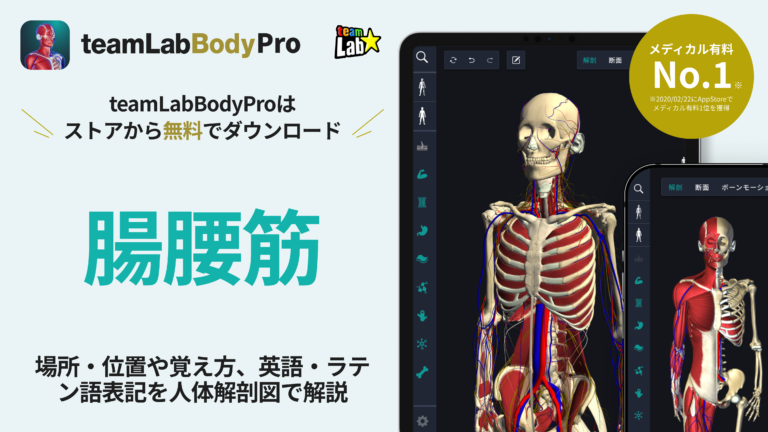 腸腰筋(ちょうようきん)とは?場所・位置や英語などを人体解剖図で解説 Teamlabbody