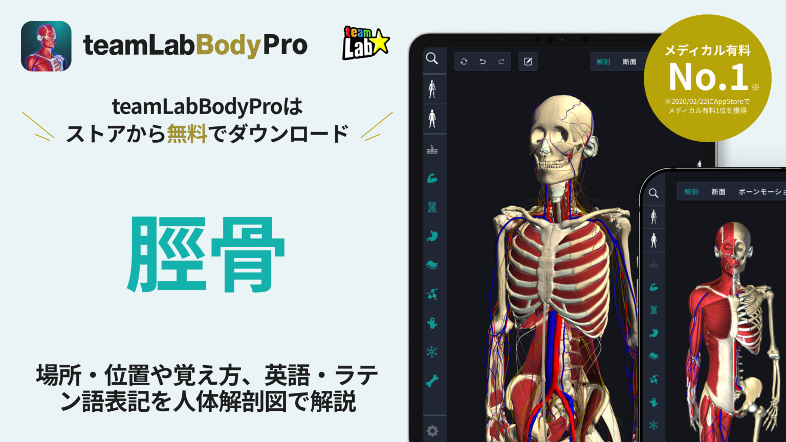 What is the tibia (shin bone)? Explain locations, locations, English ...