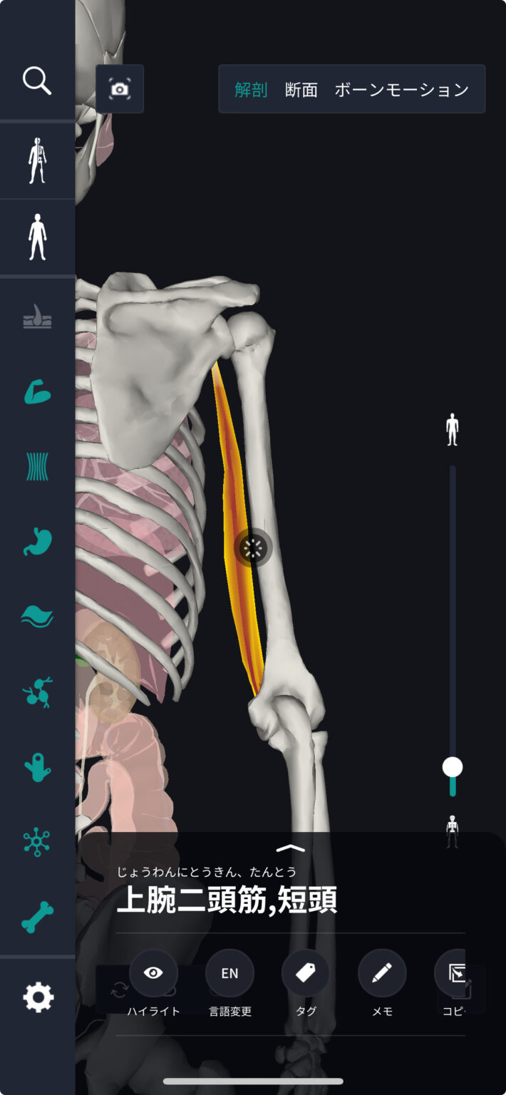 What is biceps brachial muscle (biceps)? Explain locations, locations ...