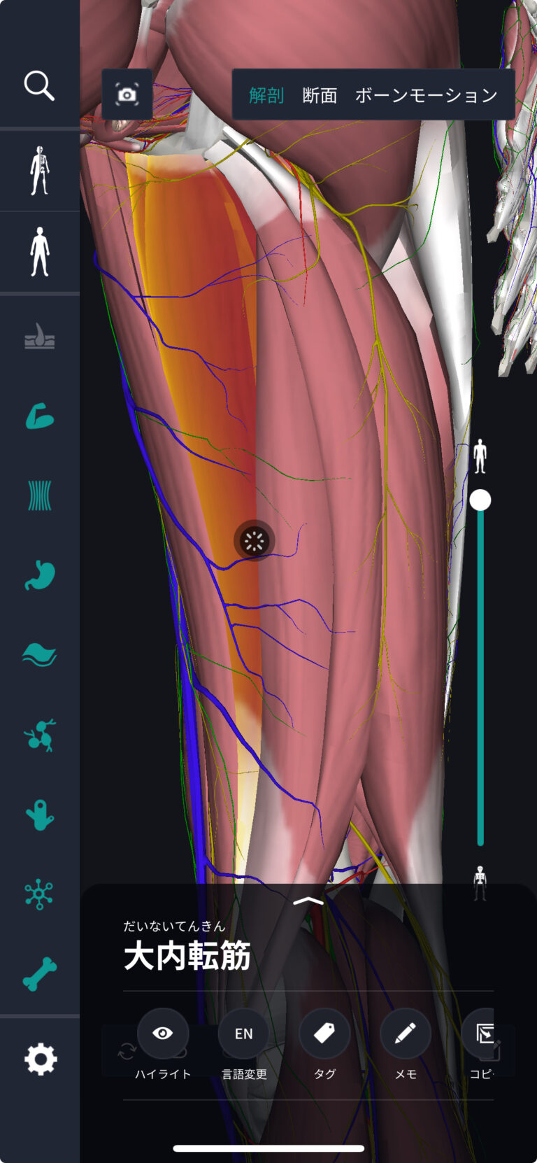 What is adductor maximus muscle (adductor maximus muscle)? Explain ...