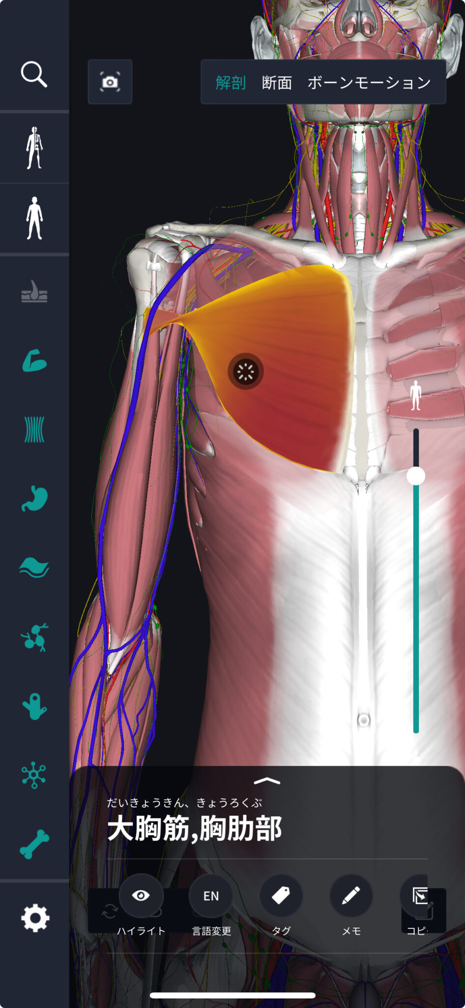 What is pectoralis major muscle (pectoralis major) muscle? Explain ...