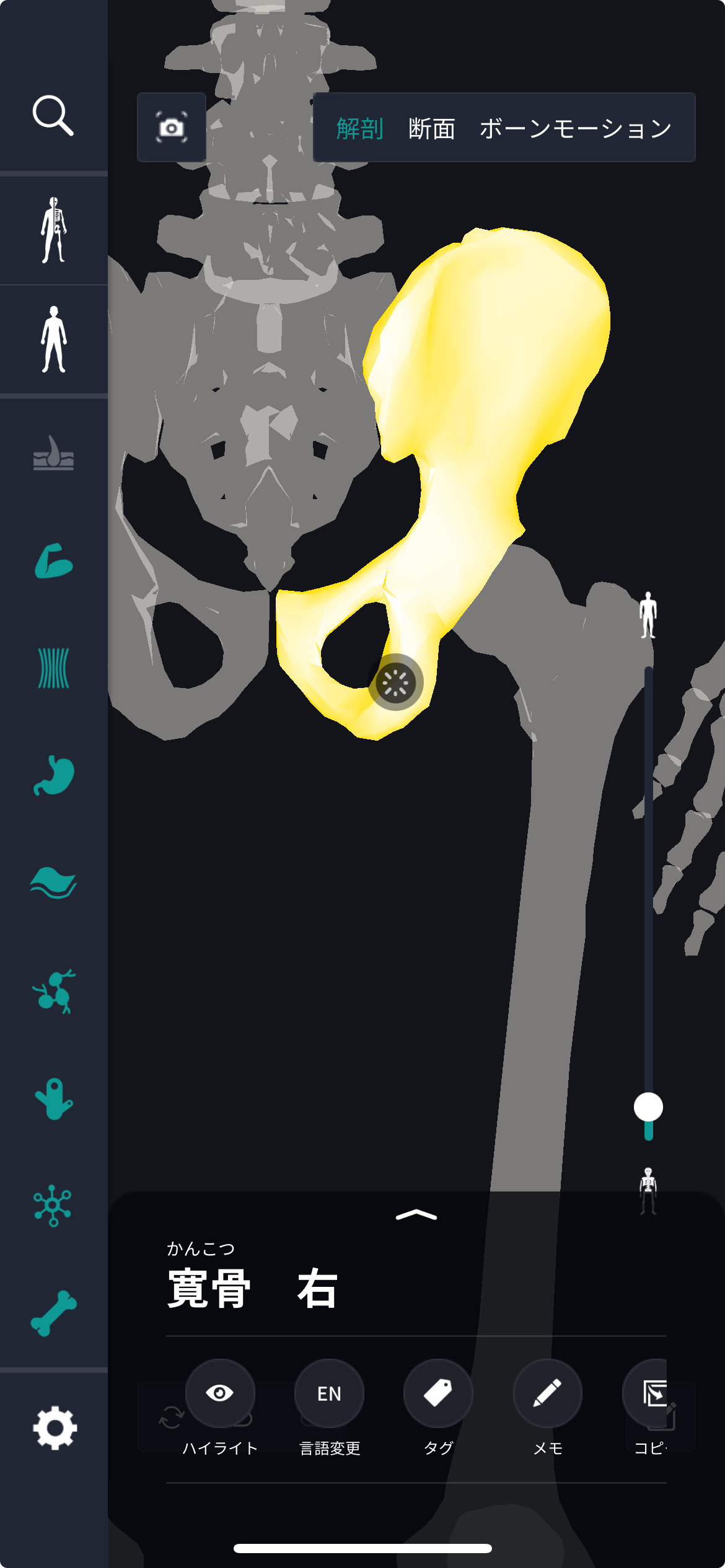 What is the ischial bone? Explain locations, locations, English, etc ...