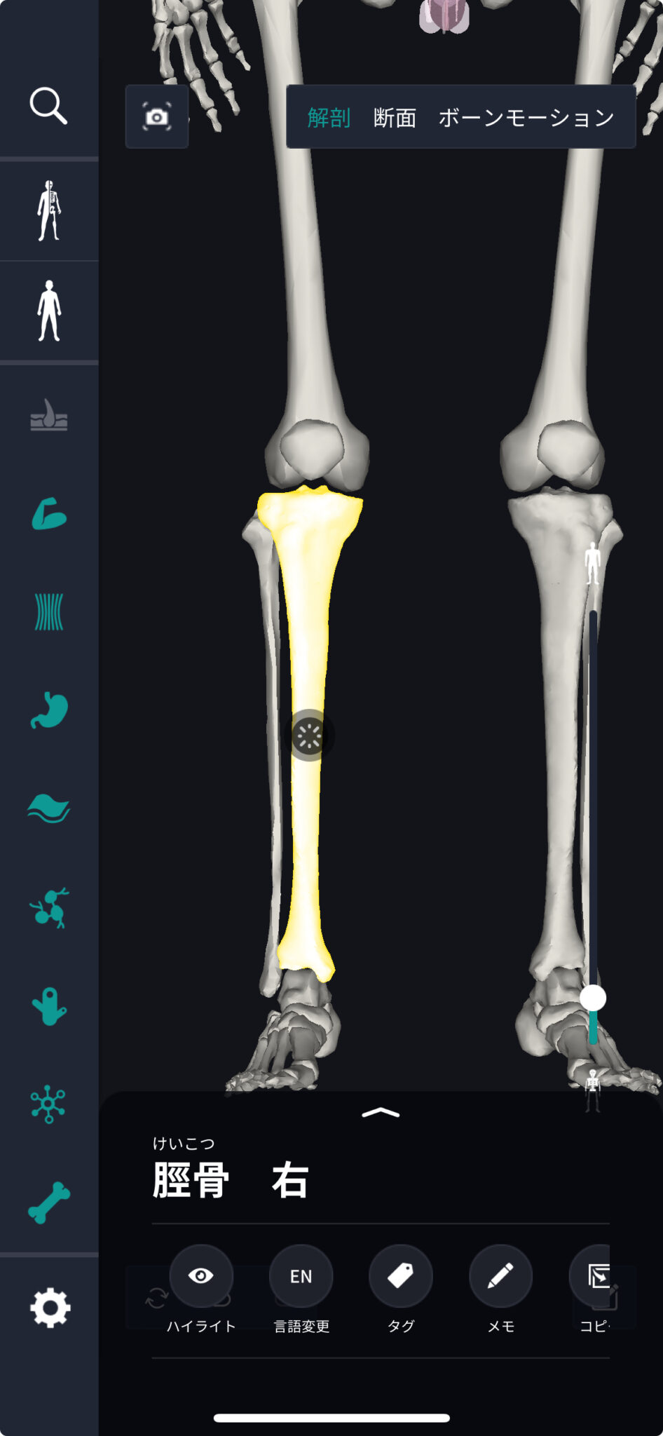 What is the tibia (shin bone)? Explain locations, locations, English ...