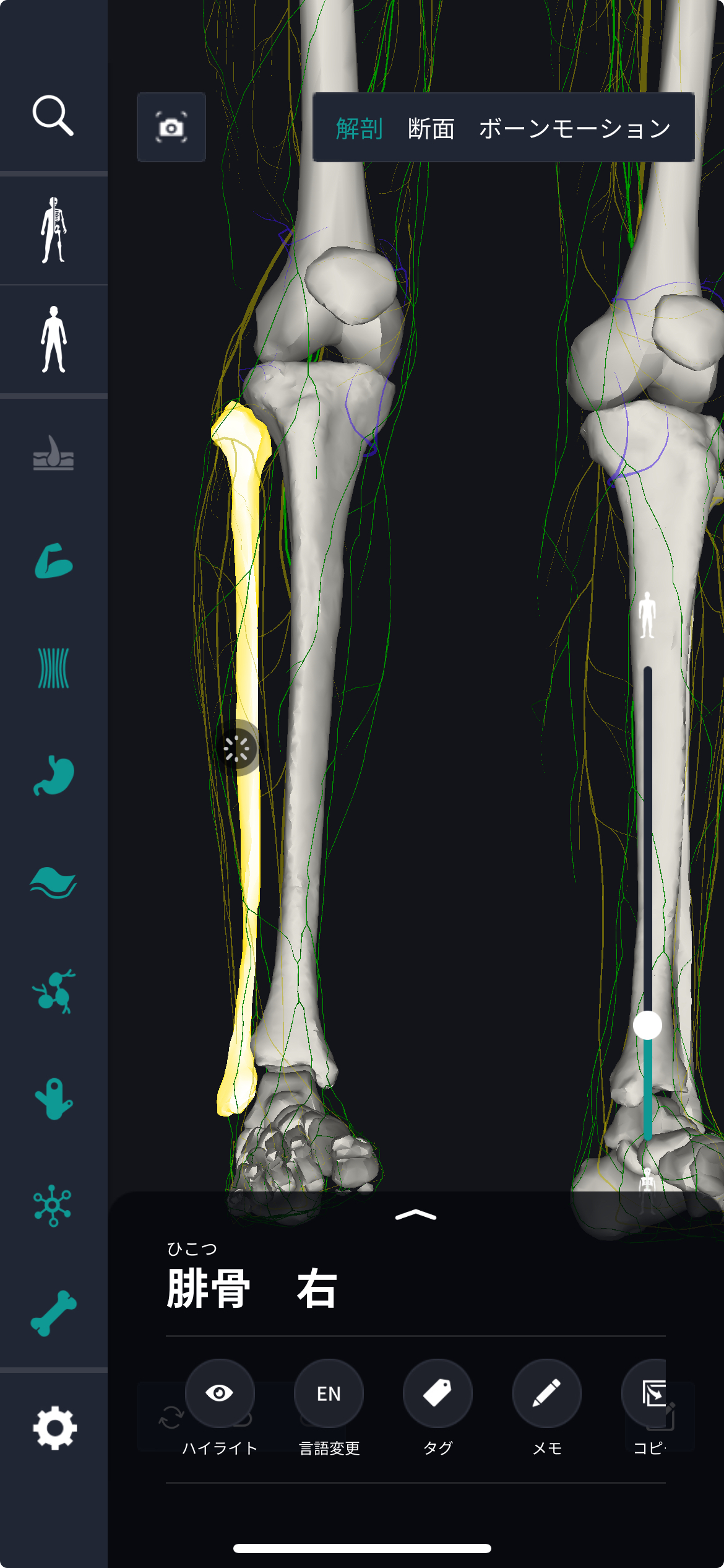 What is fibula (fibula)? Explain locations, locations, English, etc ...