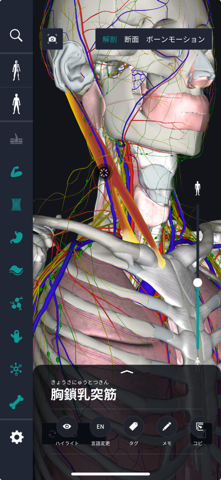 What is sternocleidomastoid muscle (sternocleidomastoid muscle ...