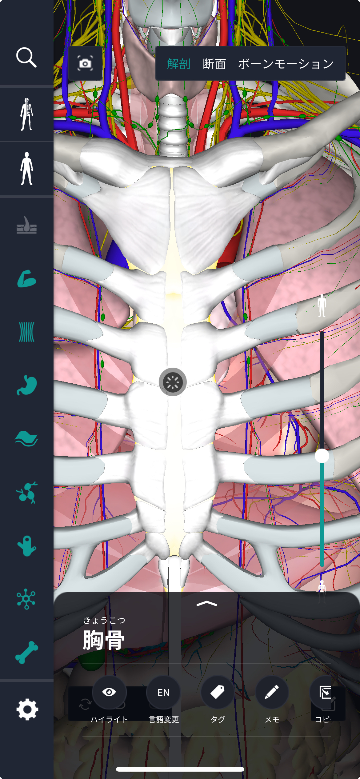 What is the sternum (sternum)? Explain locations, locations, English ...