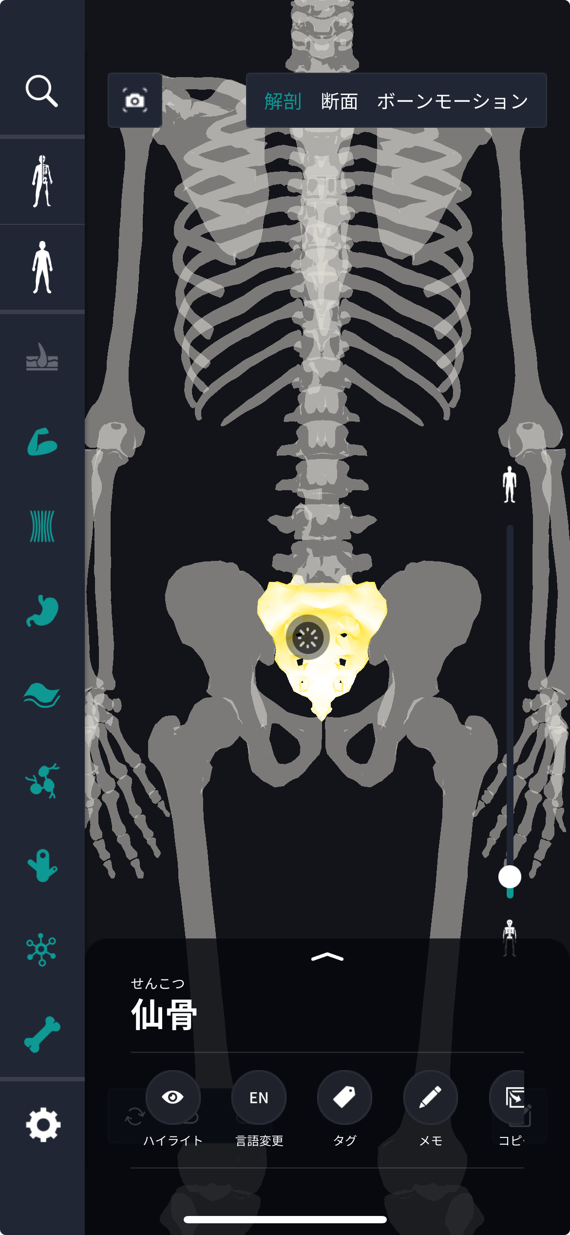 What is the sacrum (sacrum)? Explain locations, locations, English, etc ...