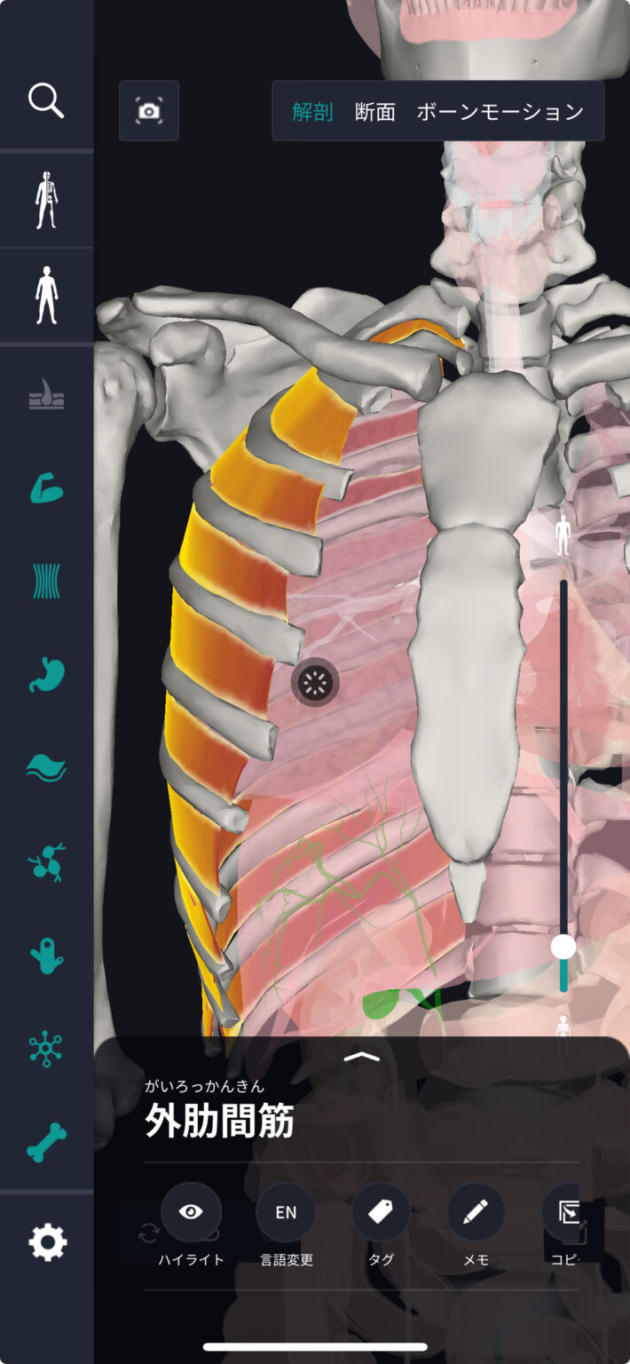 What is external intercostal muscle (gairokankin)? Explain locations ...