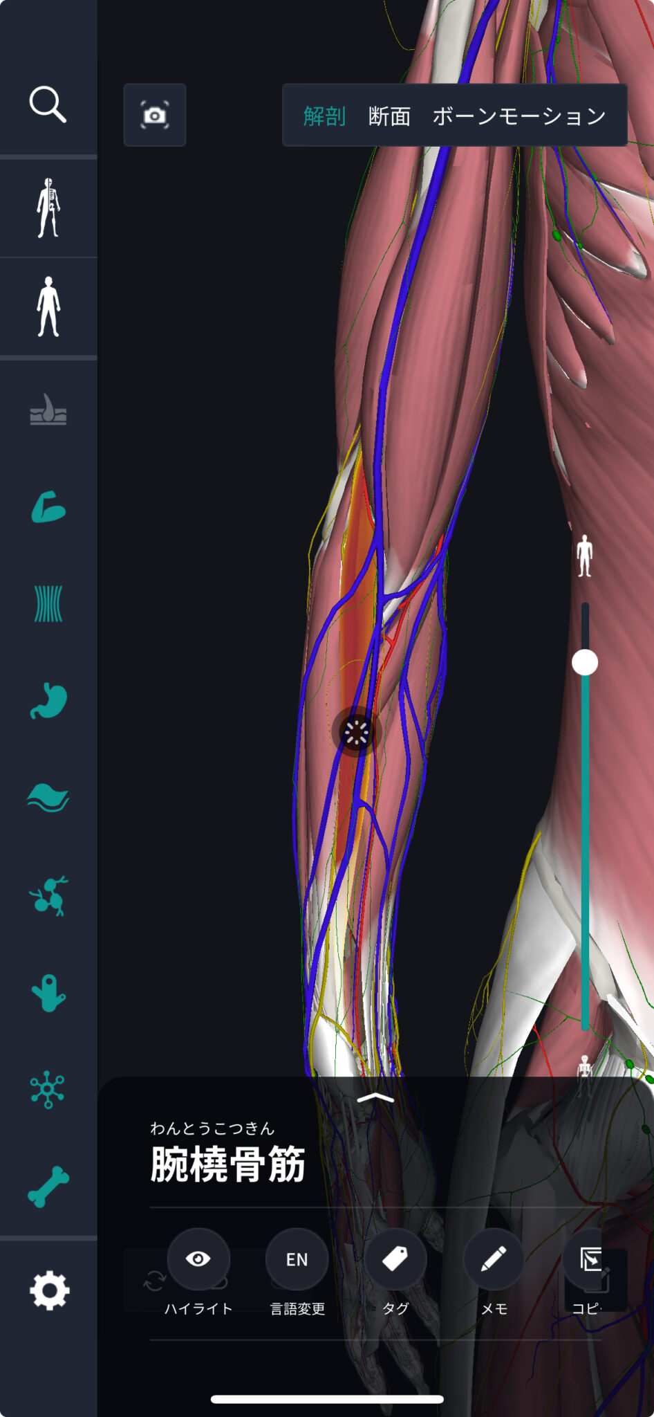 ¿Qué es el músculo braquial radial (músculo radial del brazo)? Explica ...