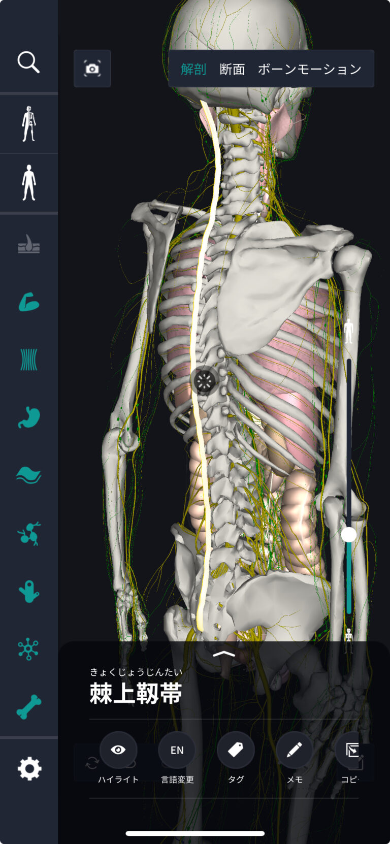 What is supraspinous ligament (supraspinatus)? Explain locations ...