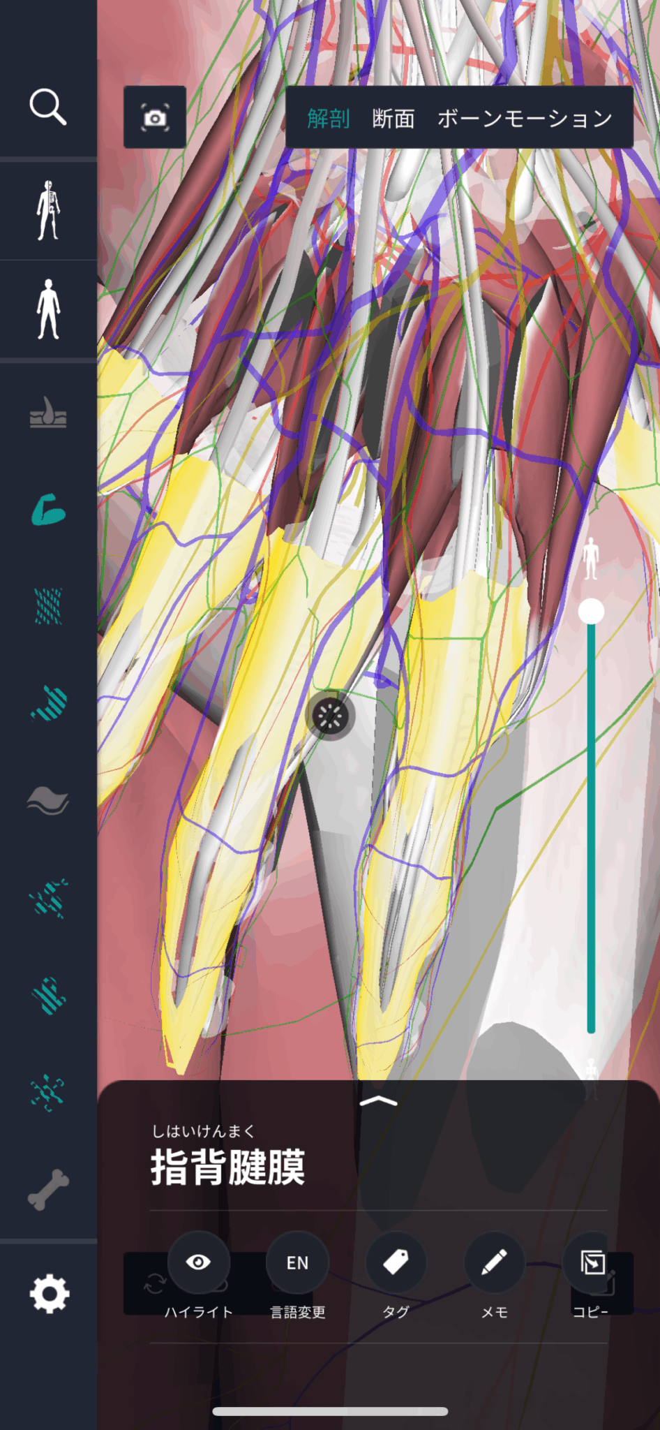 What is the dorsal aponeurosis? Explain how to study human anatomy ...
