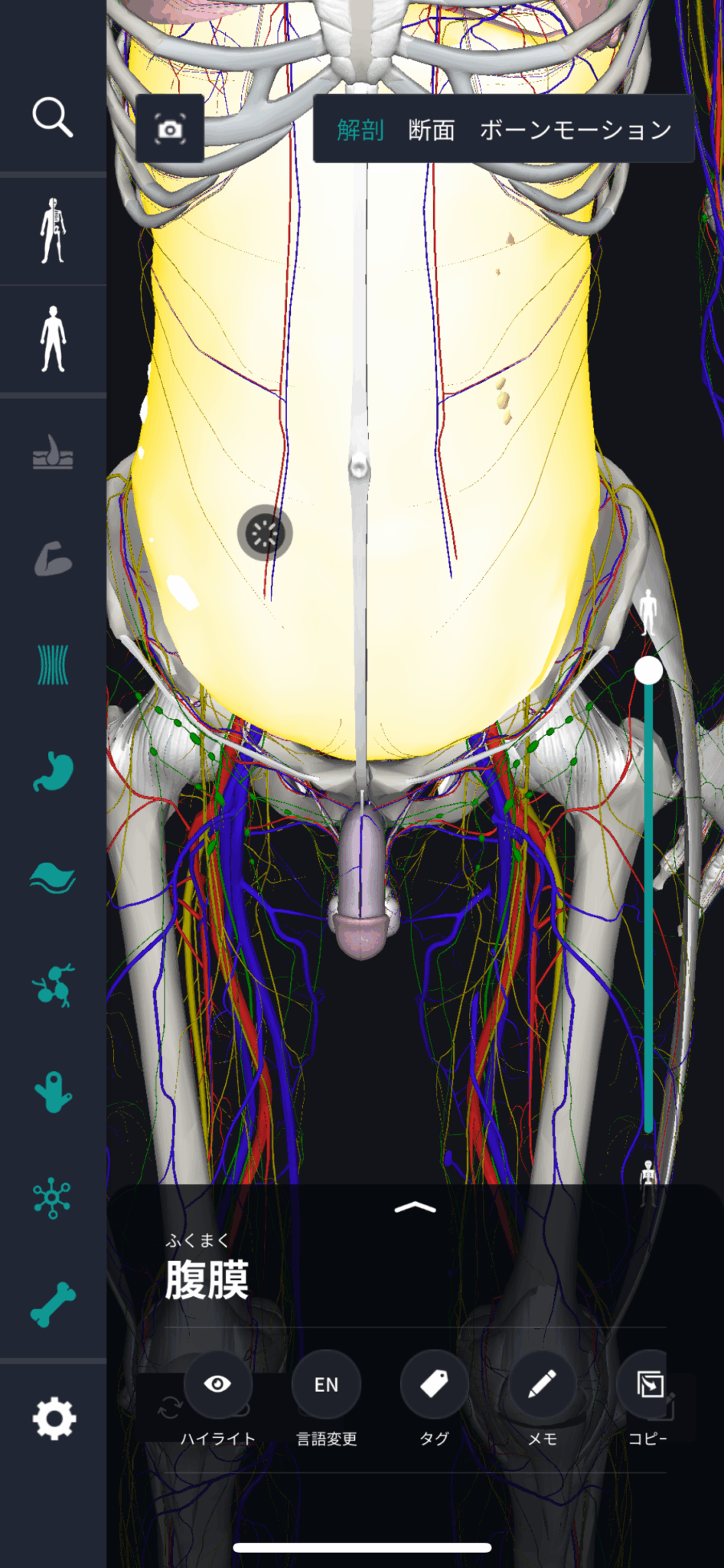 Qu'est-ce que le péritoine ? Explique comment étudier l'anatomie ...